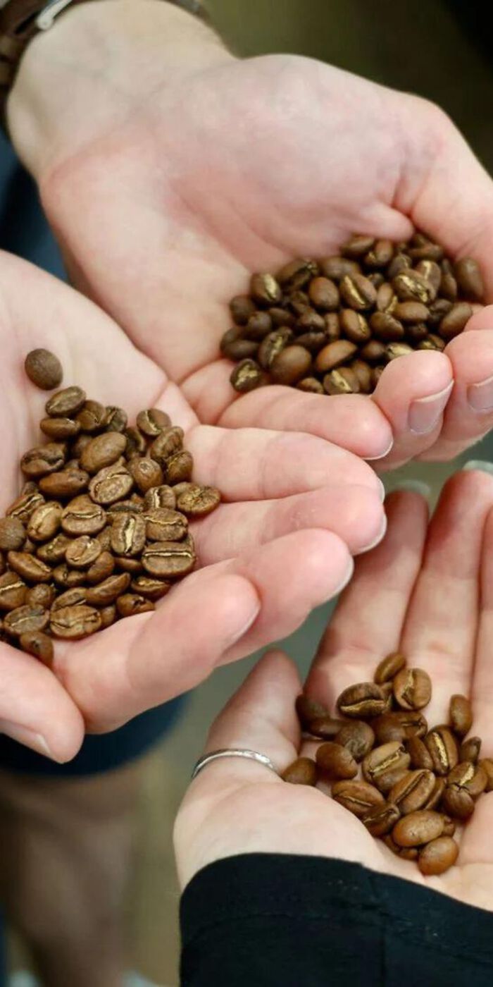 Magasin Te | Køb en god kop te på Magasin.dk