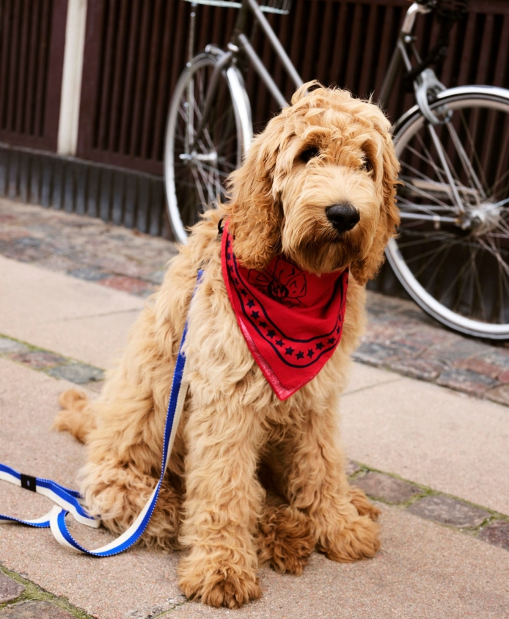 HAY Dogs I HAYs ikoniske farver | Ny kollektion